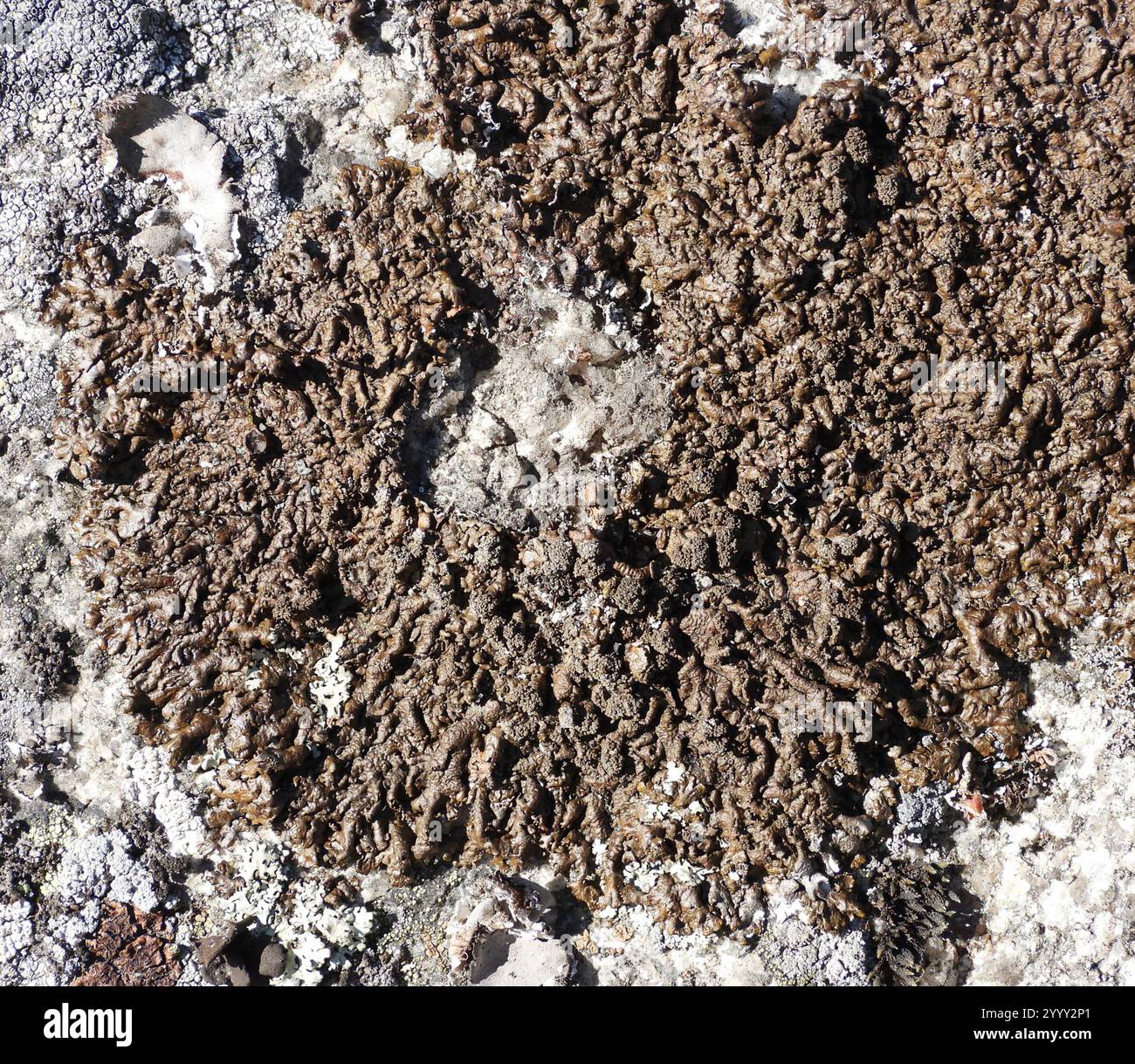 Blistered Camouflage Lichen (Xanthoparmelia loxodes Stock Photo - Alamy