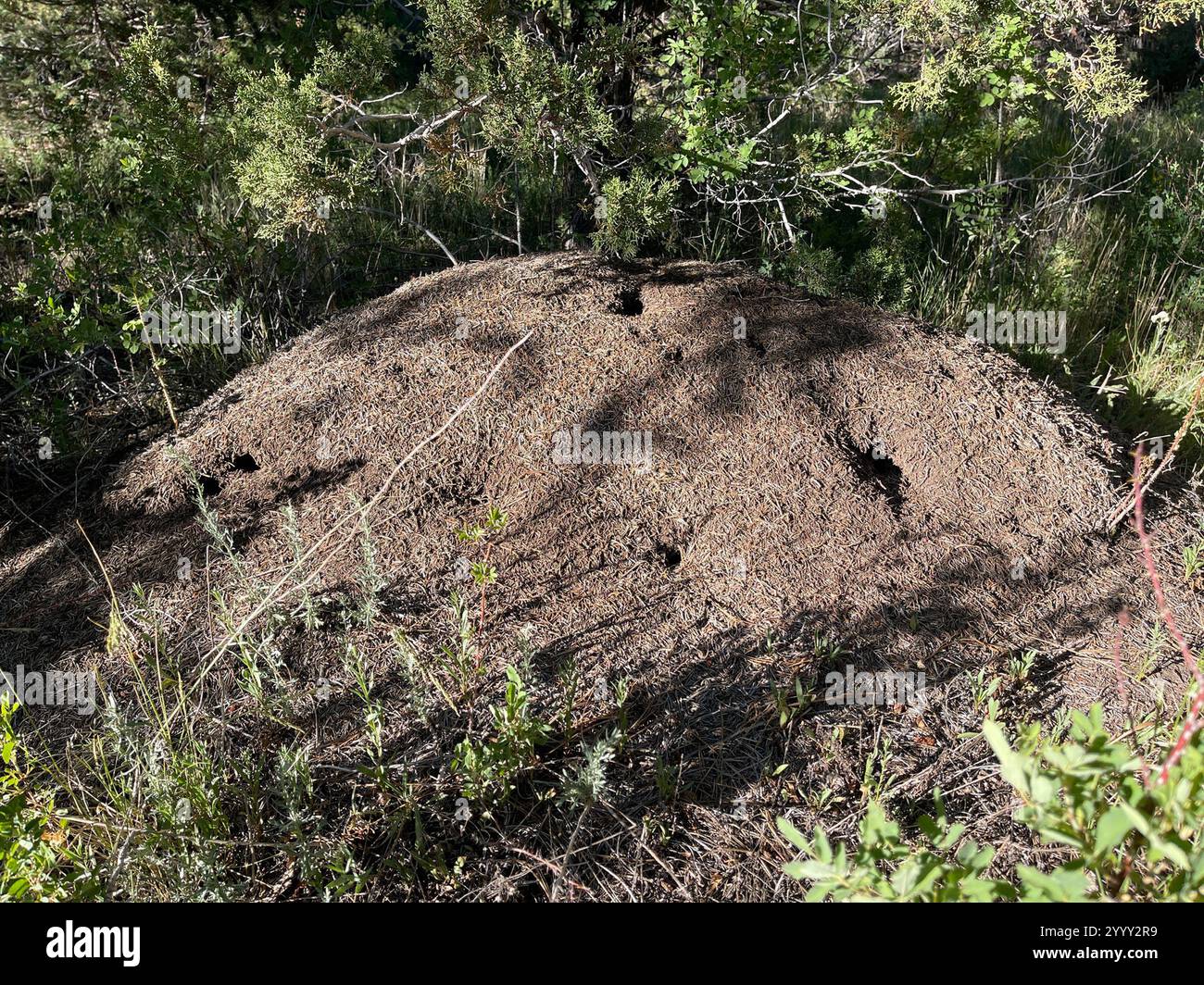 Wood, Mound, and Field Ants (Formica Stock Photo - Alamy