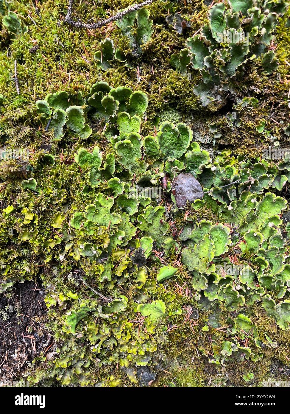 freckled pelt lichen (Peltigera aphthosa Stock Photo - Alamy
