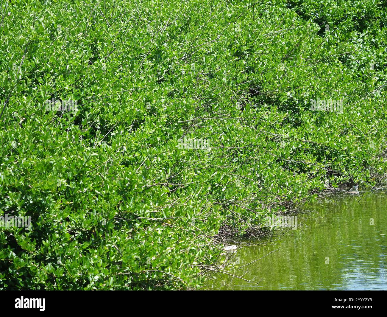 scrambling clerodendrum (Volkameria inermis Stock Photo - Alamy