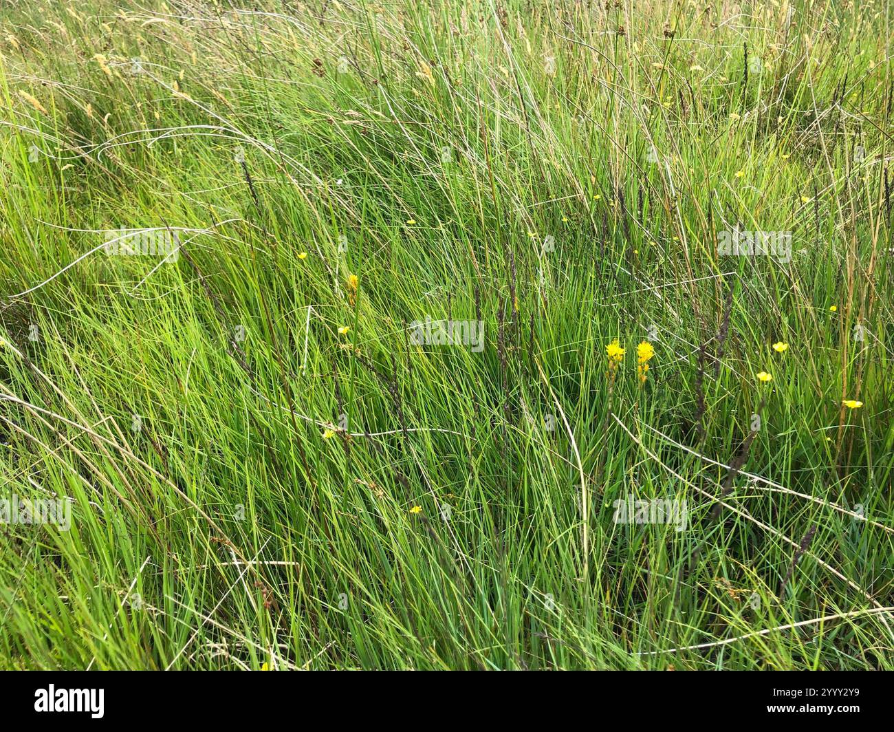 Purple moor grass (Molinia caerulea Stock Photo - Alamy