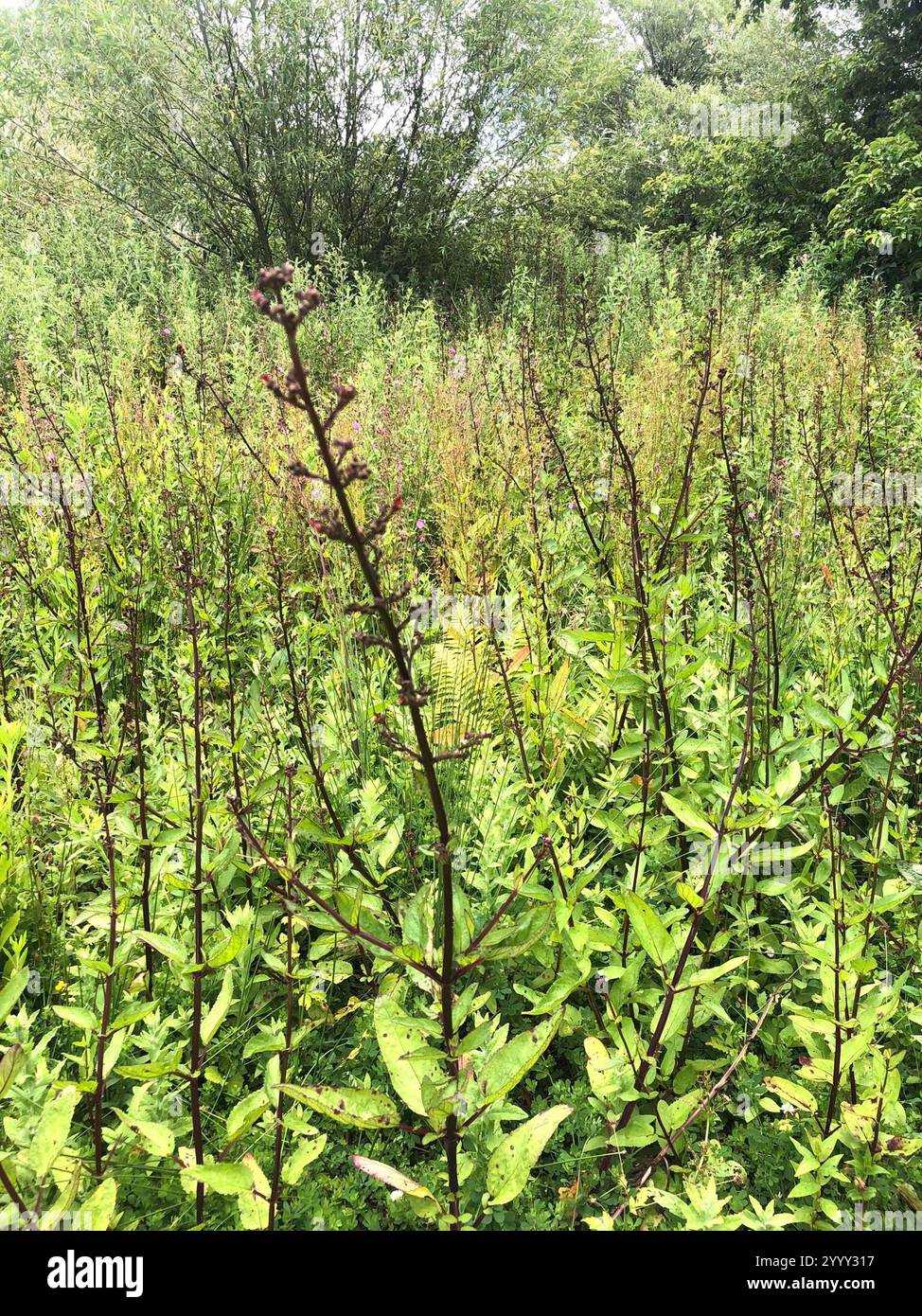 Water Figwort (Scrophularia auriculata Stock Photo - Alamy