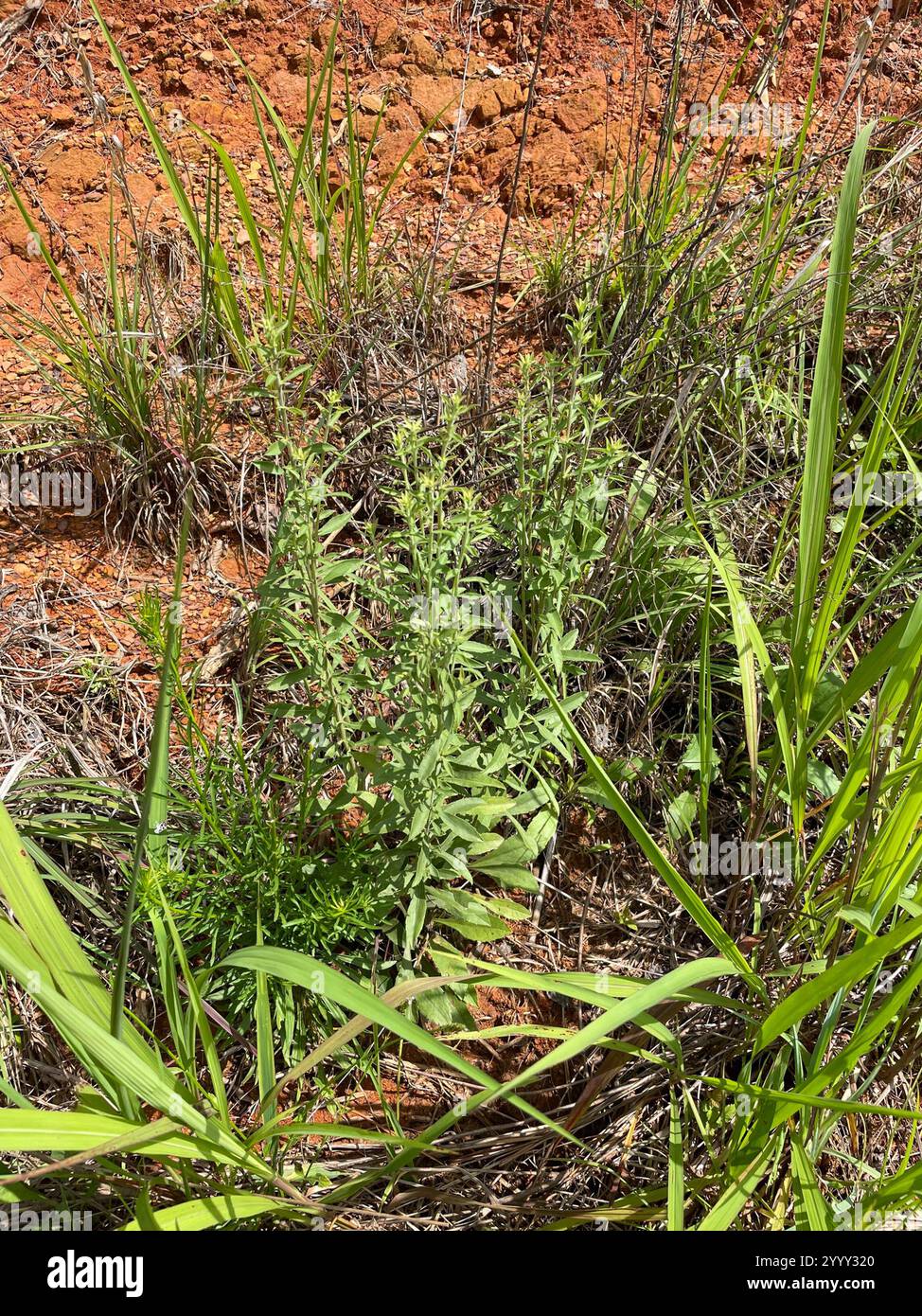 field goldenrod (Solidago nemoralis Stock Photo - Alamy