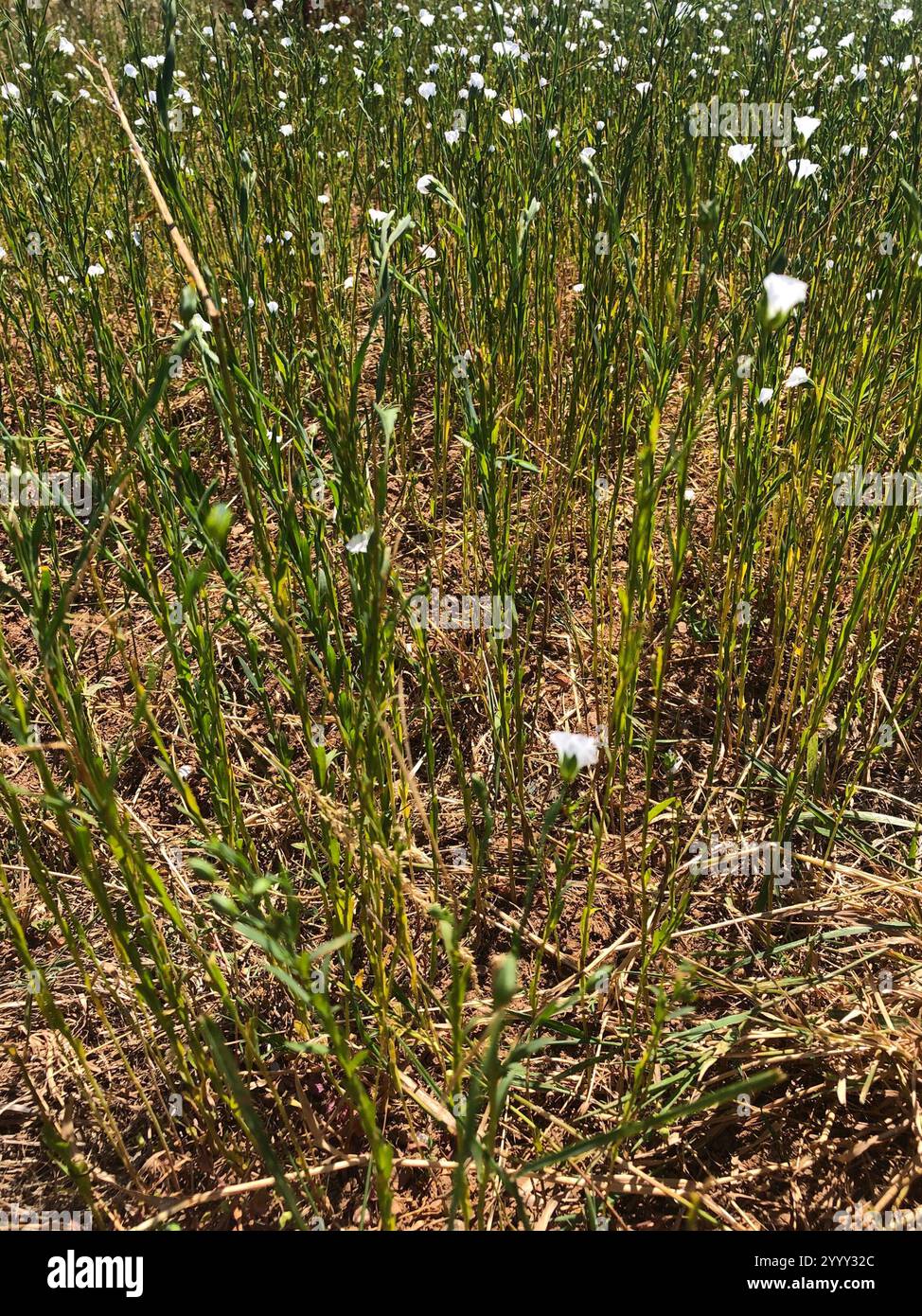 common flax (Linum usitatissimum Stock Photo - Alamy