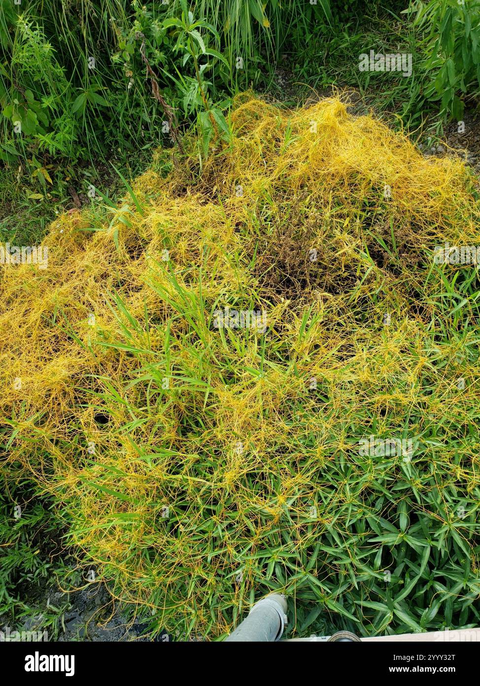 Field Dodder (Cuscuta campestris Stock Photo - Alamy