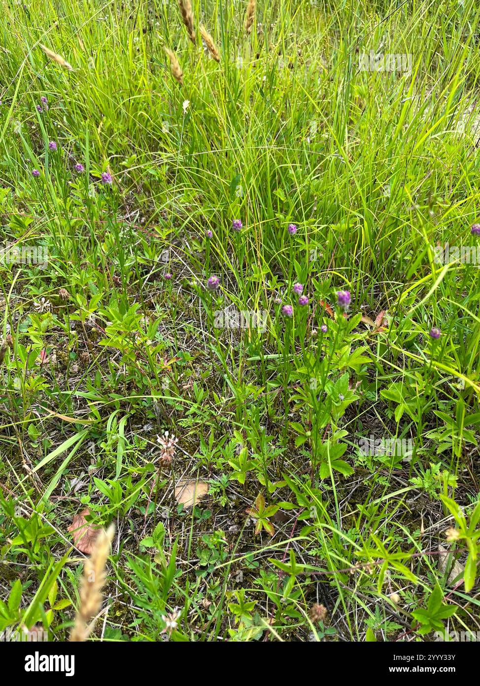 field milkwort (Senega sanguinea Stock Photo - Alamy
