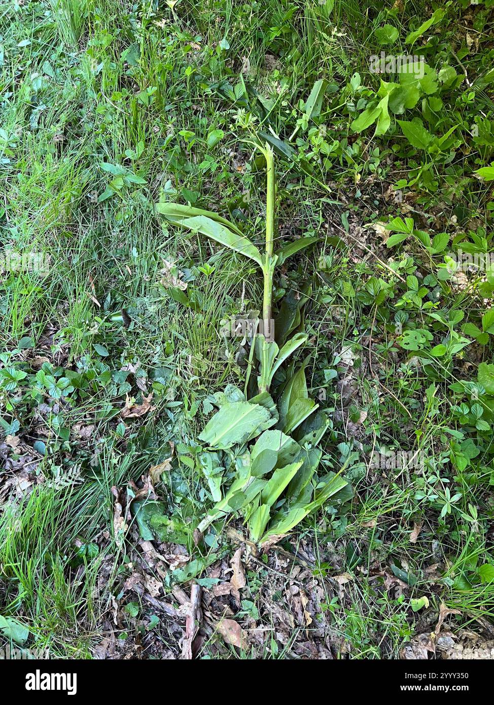 American columbo (Frasera caroliniensis Stock Photo - Alamy