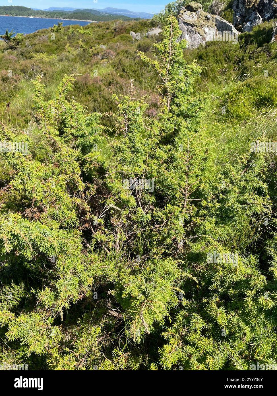 common juniper (Juniperus communis Stock Photo - Alamy