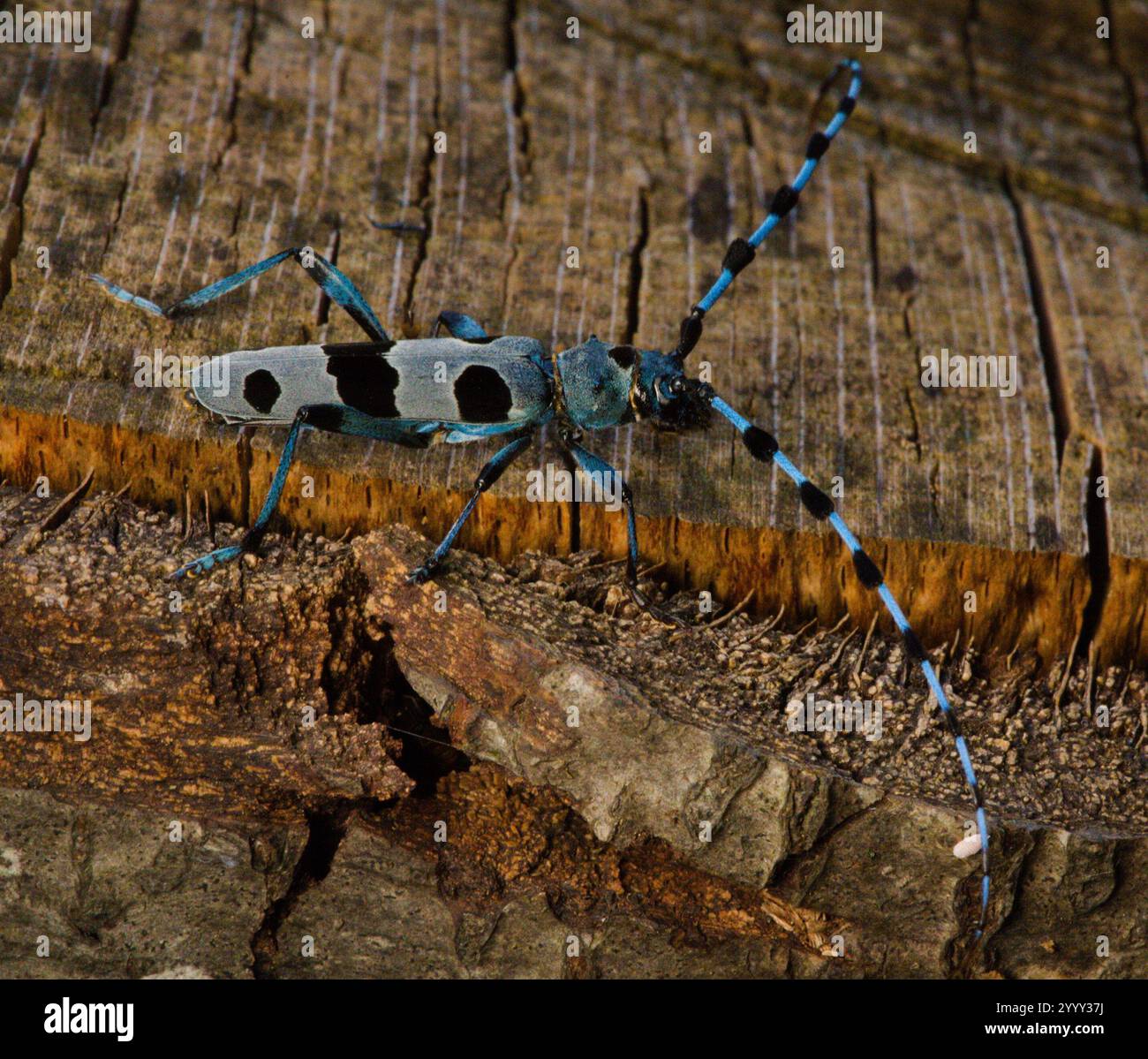 Alpine longhorn Rosalia (Rosalia alpina Stock Photo - Alamy