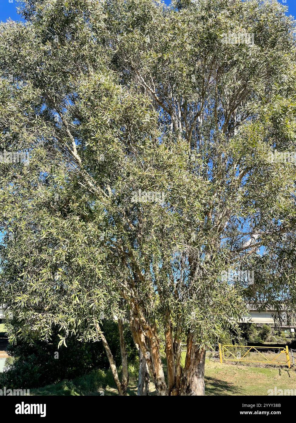 Broad-leaved paperbark (Melaleuca quinquenervia Stock Photo - Alamy