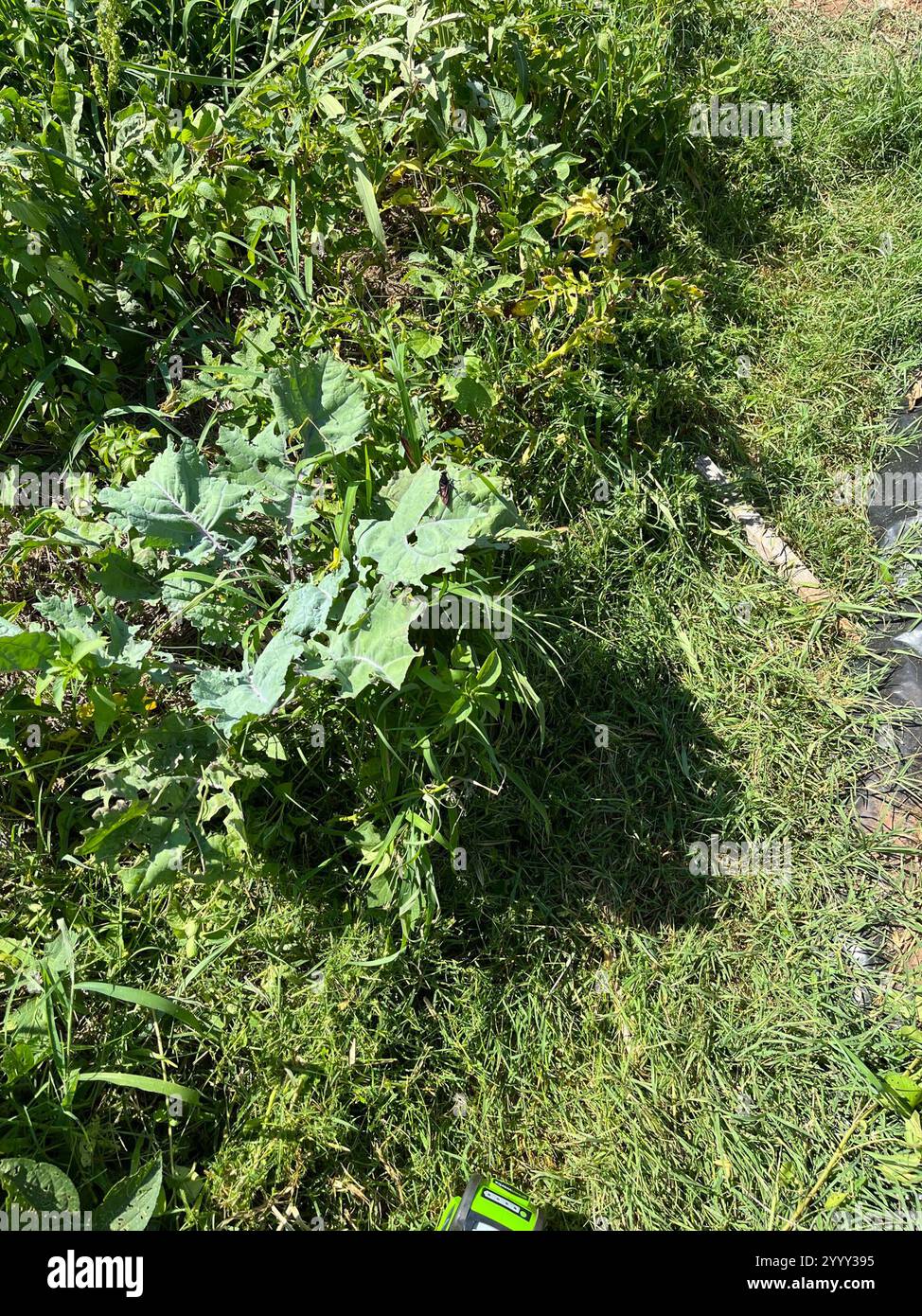 Clubbed Mydas Fly (Mydas clavatus Stock Photo - Alamy