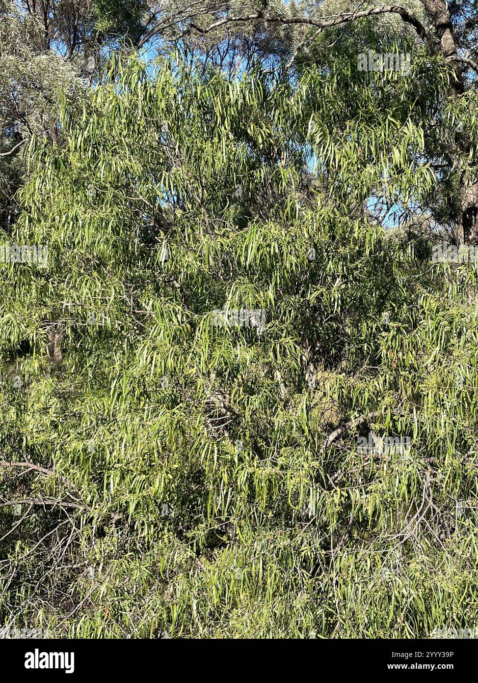 Wilga (Geijera parviflora Stock Photo - Alamy