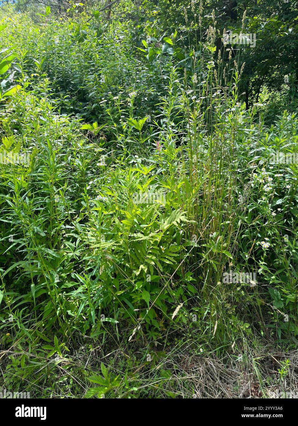 queen of the prairie (Filipendula rubra Stock Photo - Alamy
