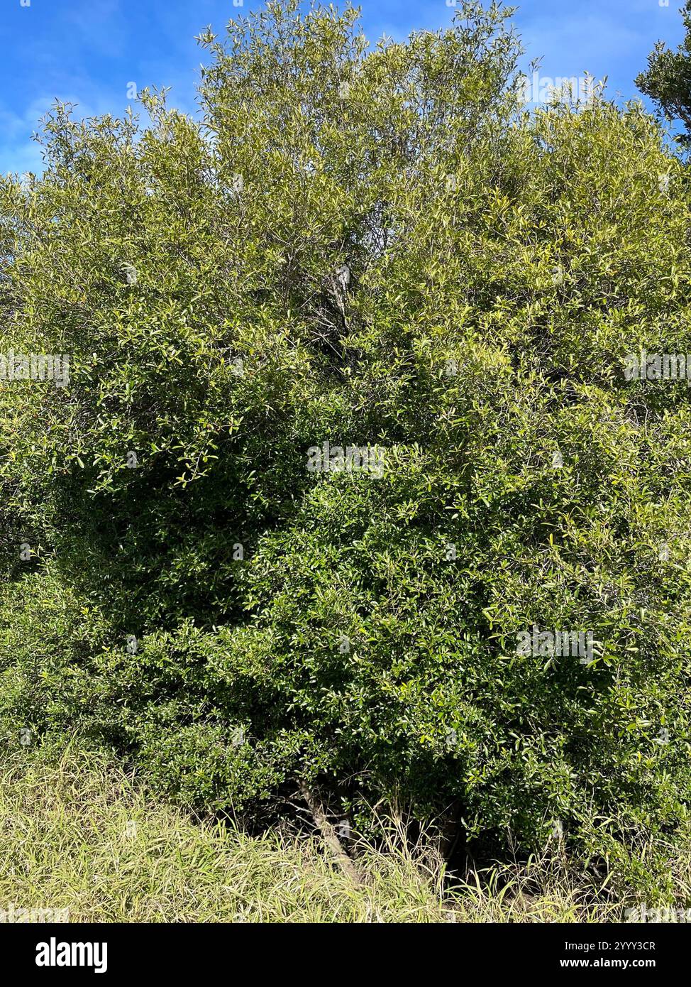 Red-fruited Olive Plum (Elaeodendron australe Stock Photo - Alamy