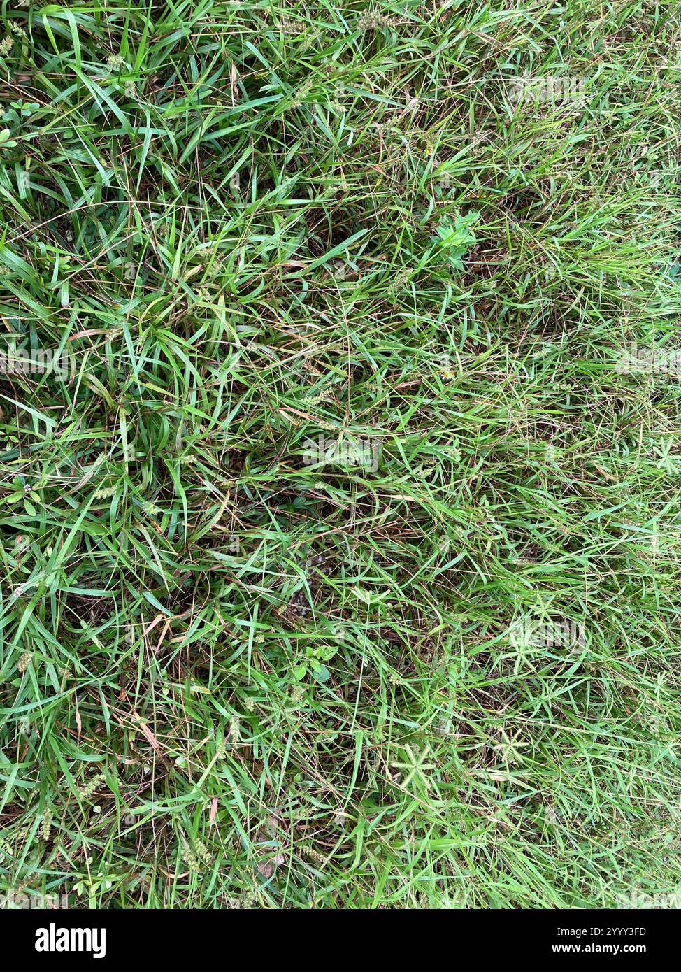 Southern Sandbur (Cenchrus echinatus Stock Photo - Alamy
