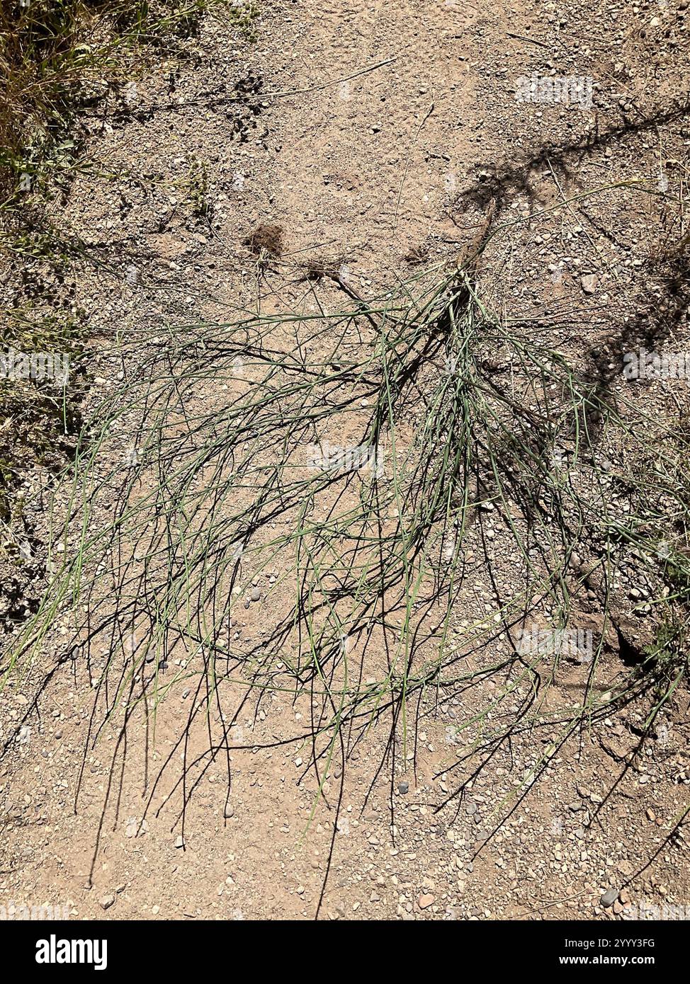 Rush Skeletonweed (Chondrilla juncea Stock Photo - Alamy