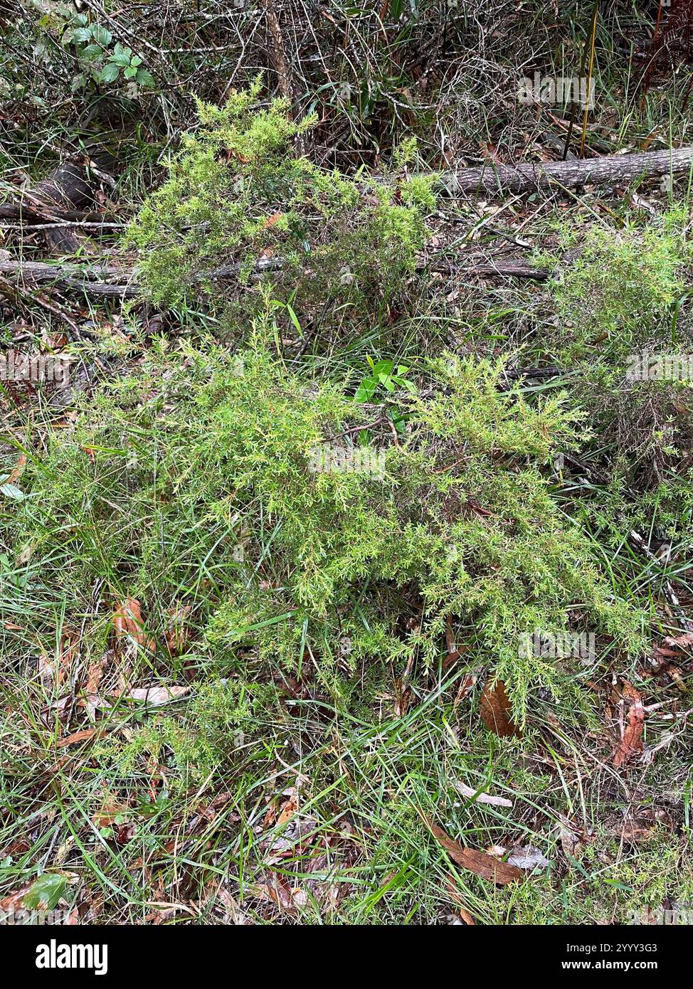 Tea Trees (Leptospermum Stock Photo - Alamy