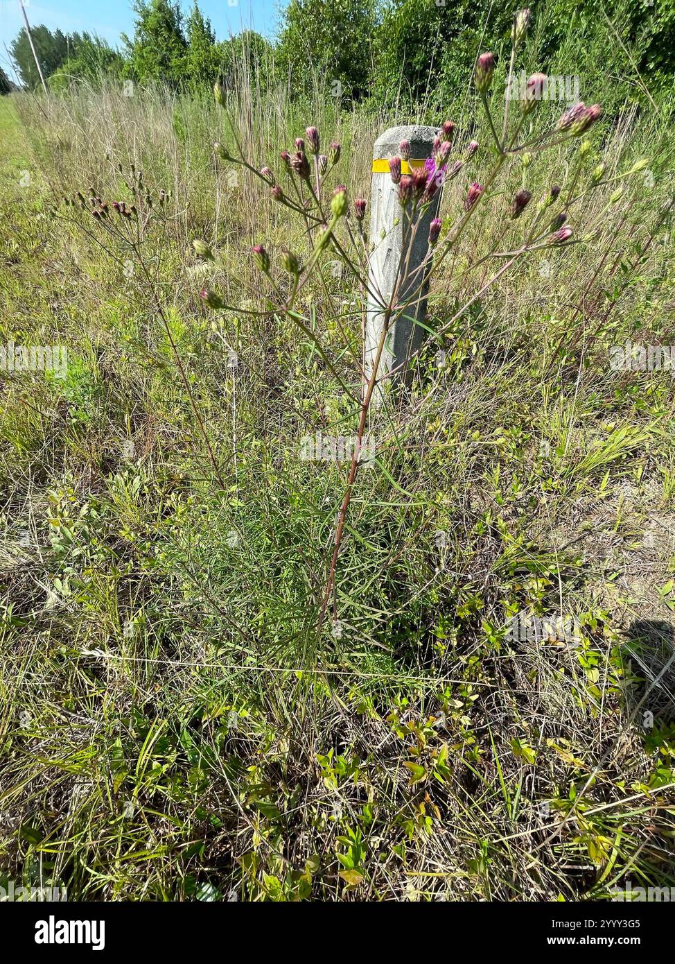 Narrow Leaf Ironweed (Vernonia angustifolia Stock Photo - Alamy