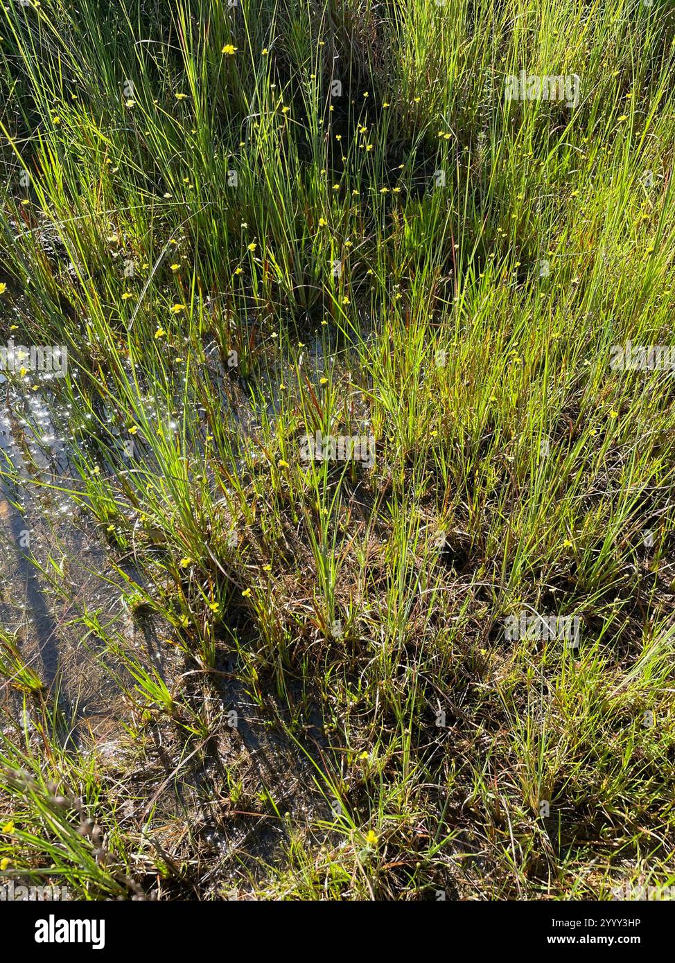 Bog Yellow-eyed Grass (Xyris difformis Stock Photo - Alamy