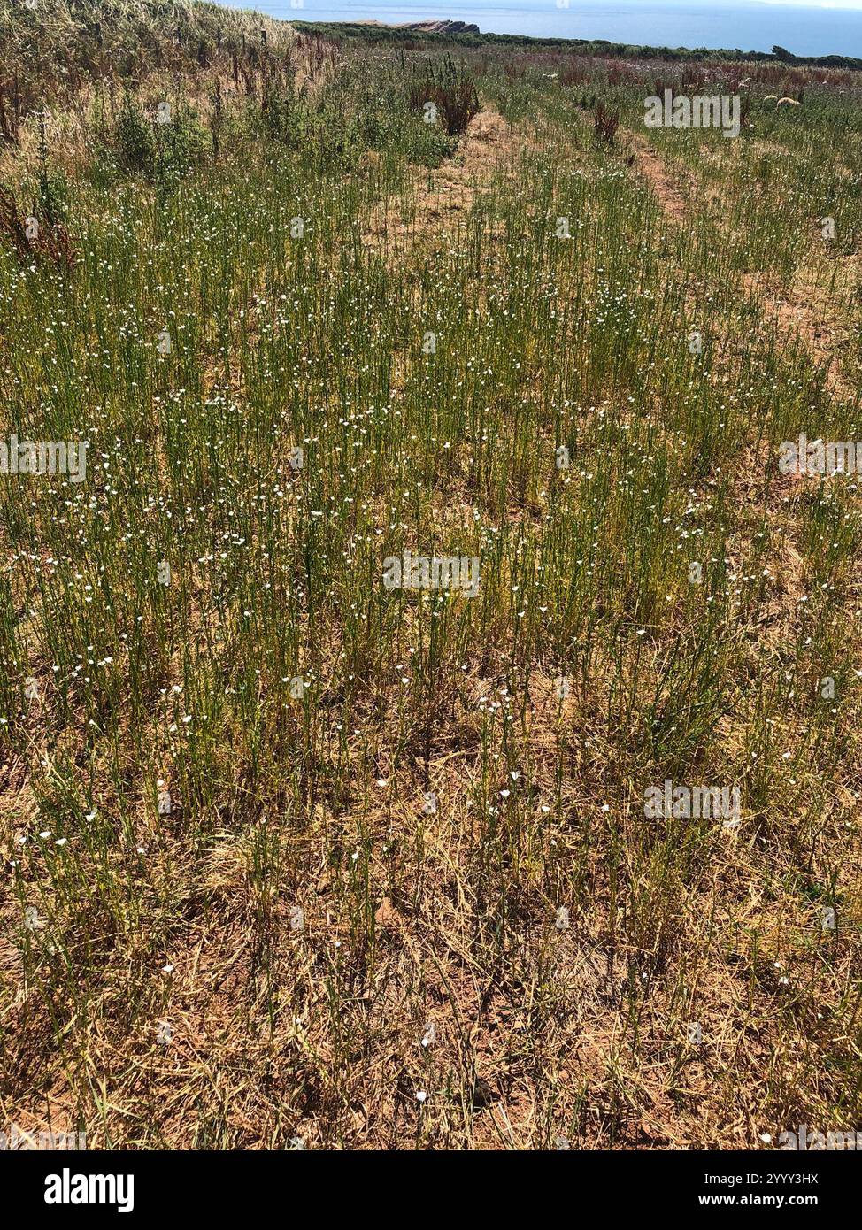 common flax (Linum usitatissimum Stock Photo - Alamy