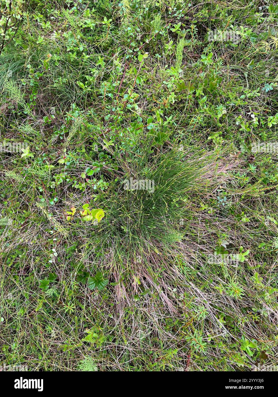 Trichophorum cespitosum hi-res stock photography and images - Alamy