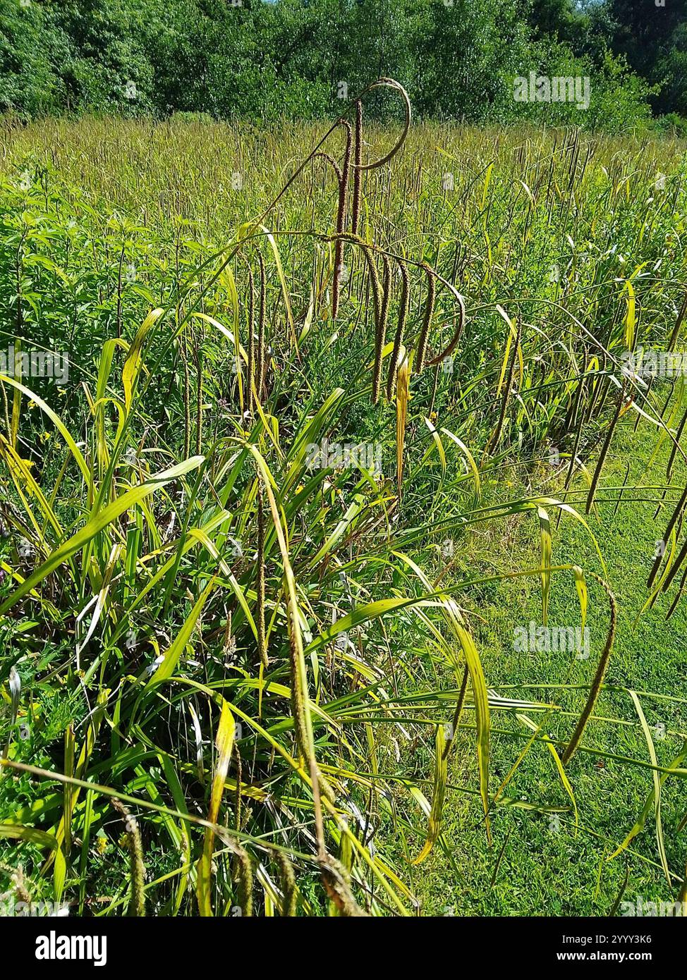 Hanging sedge (Carex pendula Stock Photo - Alamy