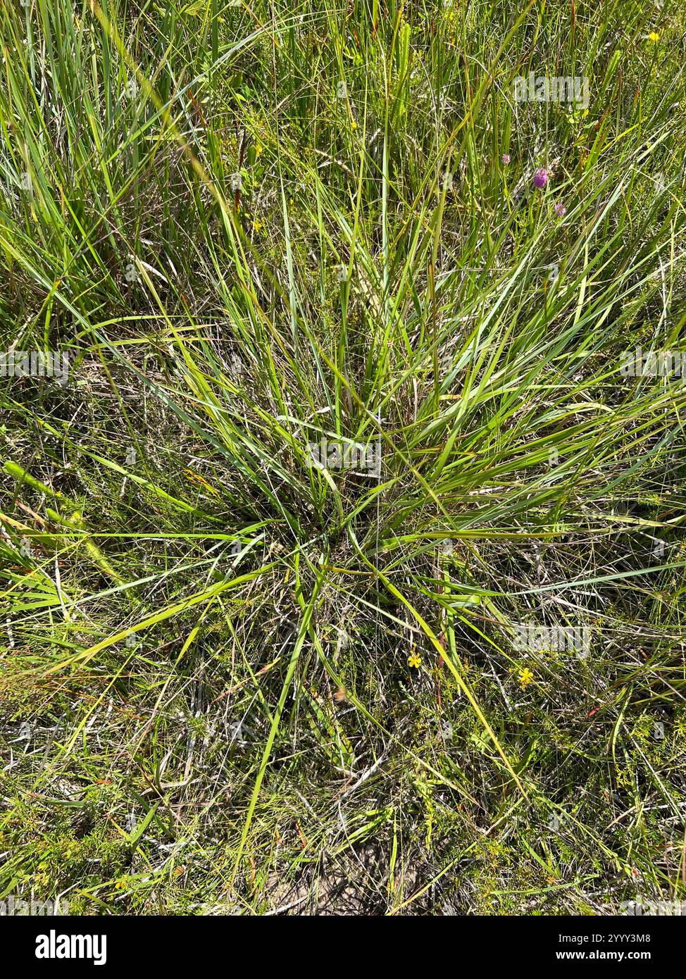 Toothache grass (Ctenium aromaticum Stock Photo - Alamy