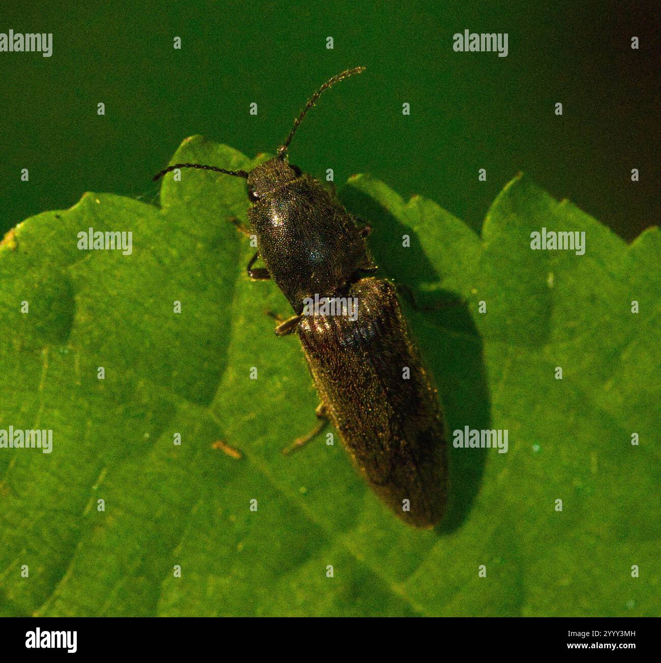 common brown click beetle (Athous haemorrhoidalis Stock Photo - Alamy