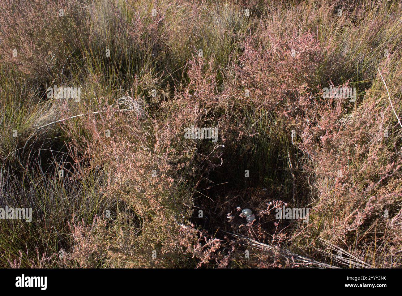 Circus maurus hi-res stock photography and images - Alamy