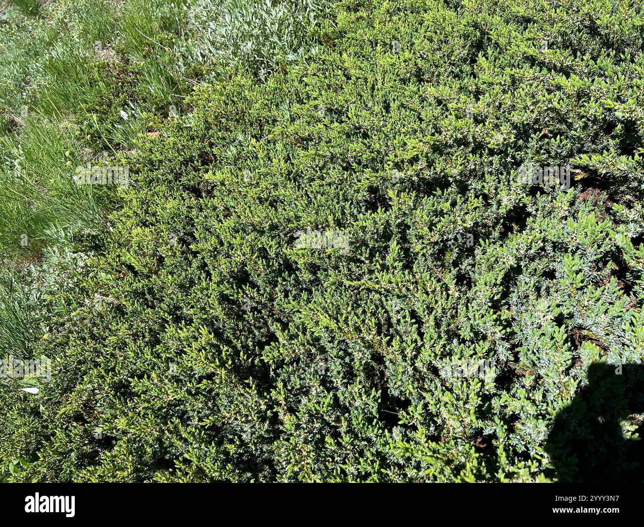 common juniper (Juniperus communis Stock Photo - Alamy