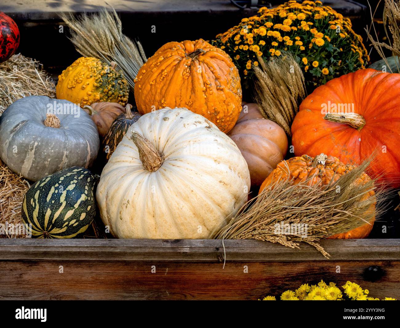 Multi colored flower box hi-res stock photography and images - Alamy