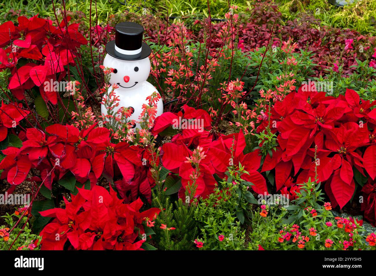 A plastic snowman surrounded by poinsettias comprise a Christmas ...