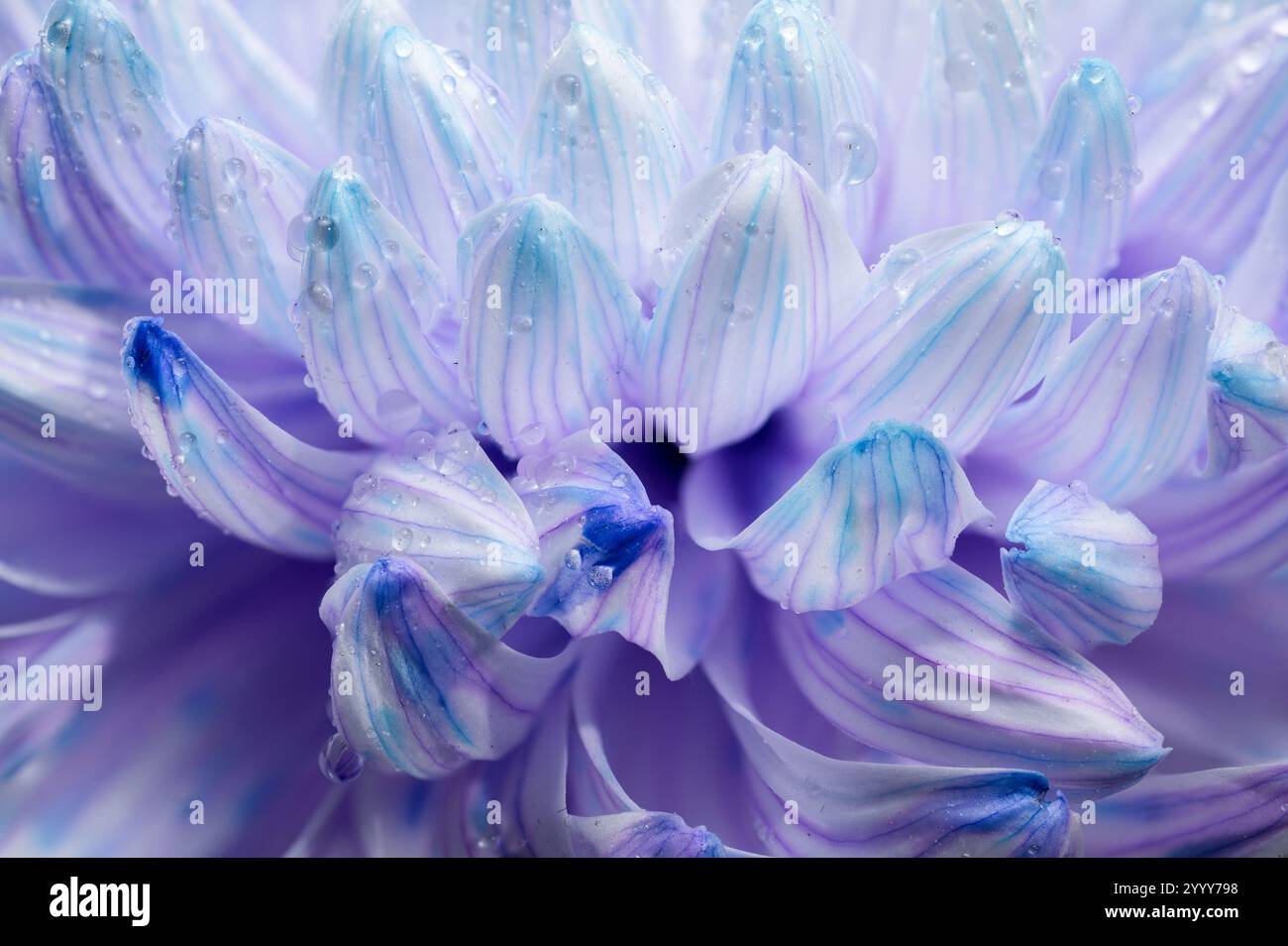 Showcasing subtle purple details hi-res stock photography and images ...