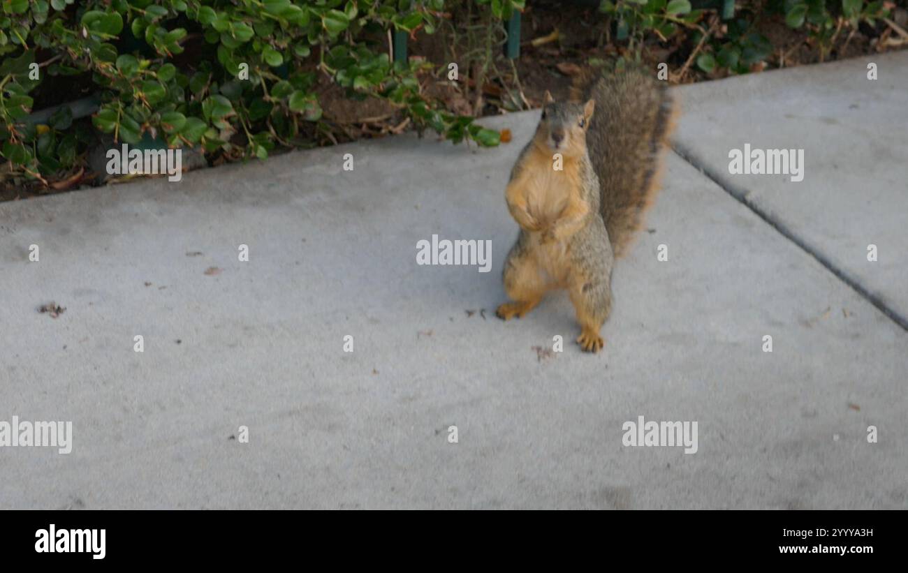 Los Angeles, California, USA 21st December 2024 Squirrel standing on ...