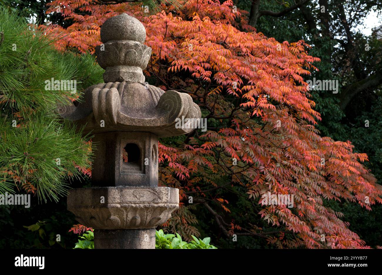 A stone lantern beside a red maple tree in Gokuraku-jodo Japanese ...