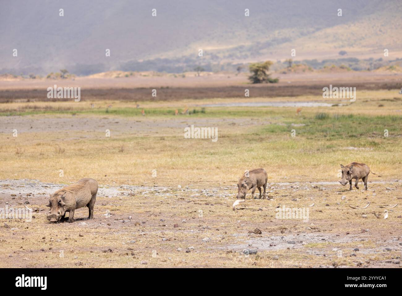 Three common warthogs grazing and walking in a line in Ngorongoro ...
