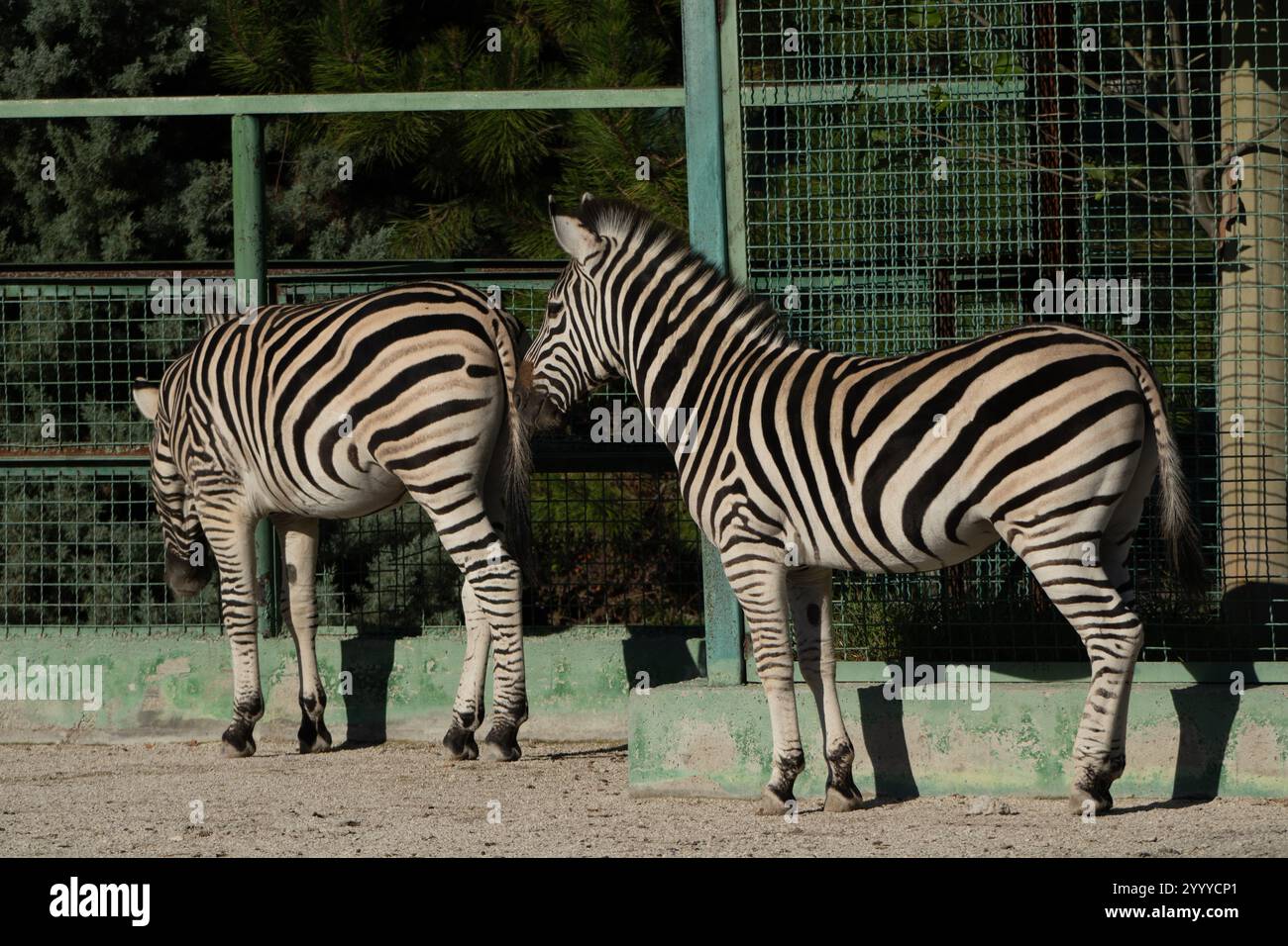 Zebras Enclosure Zoo Animals - Two zebras stand in an enclosure at the ...
