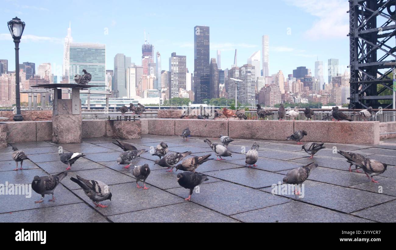 New York City waterfront skyline, Manhattan midtown, riverfront ...