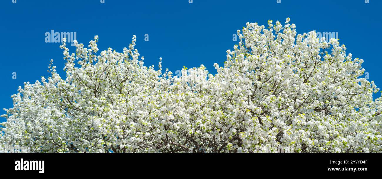 Spring cherry blossom with blue sky background. White cherry flowers on ...