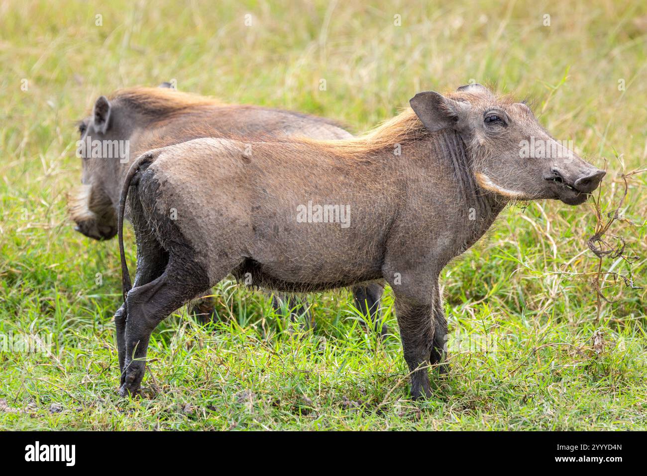Close up of two common warthogs facing opposite directions in ...