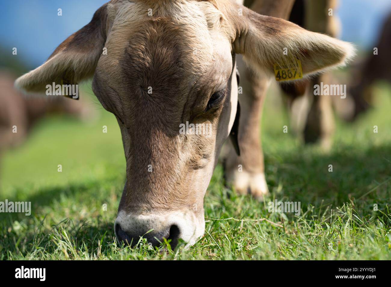 Dairy cows. Cow at meadow. Cattle in grass field. Cow in grassy pasture ...