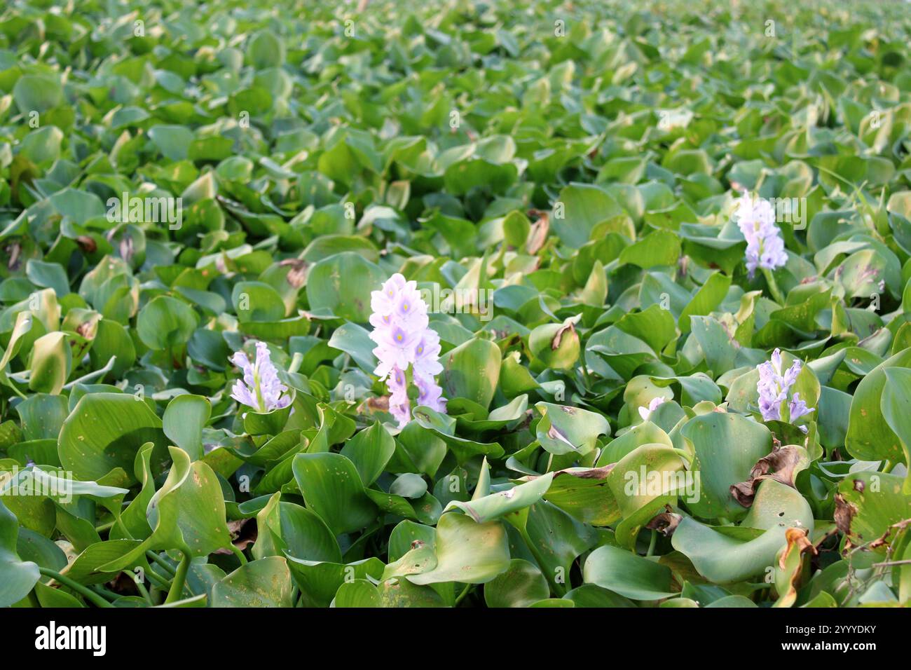 Water hyacinth or Eichornia crassipes is a type of floating aquatic ...