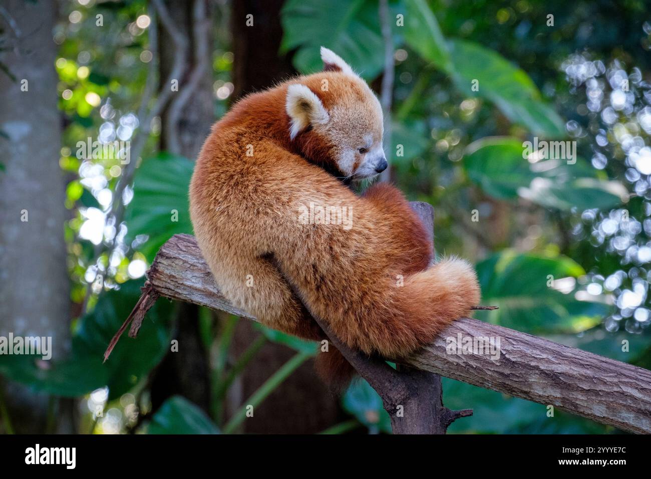 At the Zoo with Marley & Brody Stock Photo - Alamy