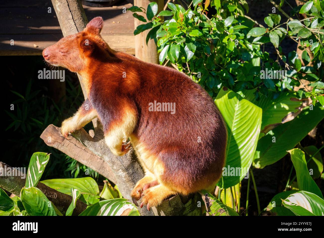 At the Zoo with Marley & Brody Stock Photo - Alamy