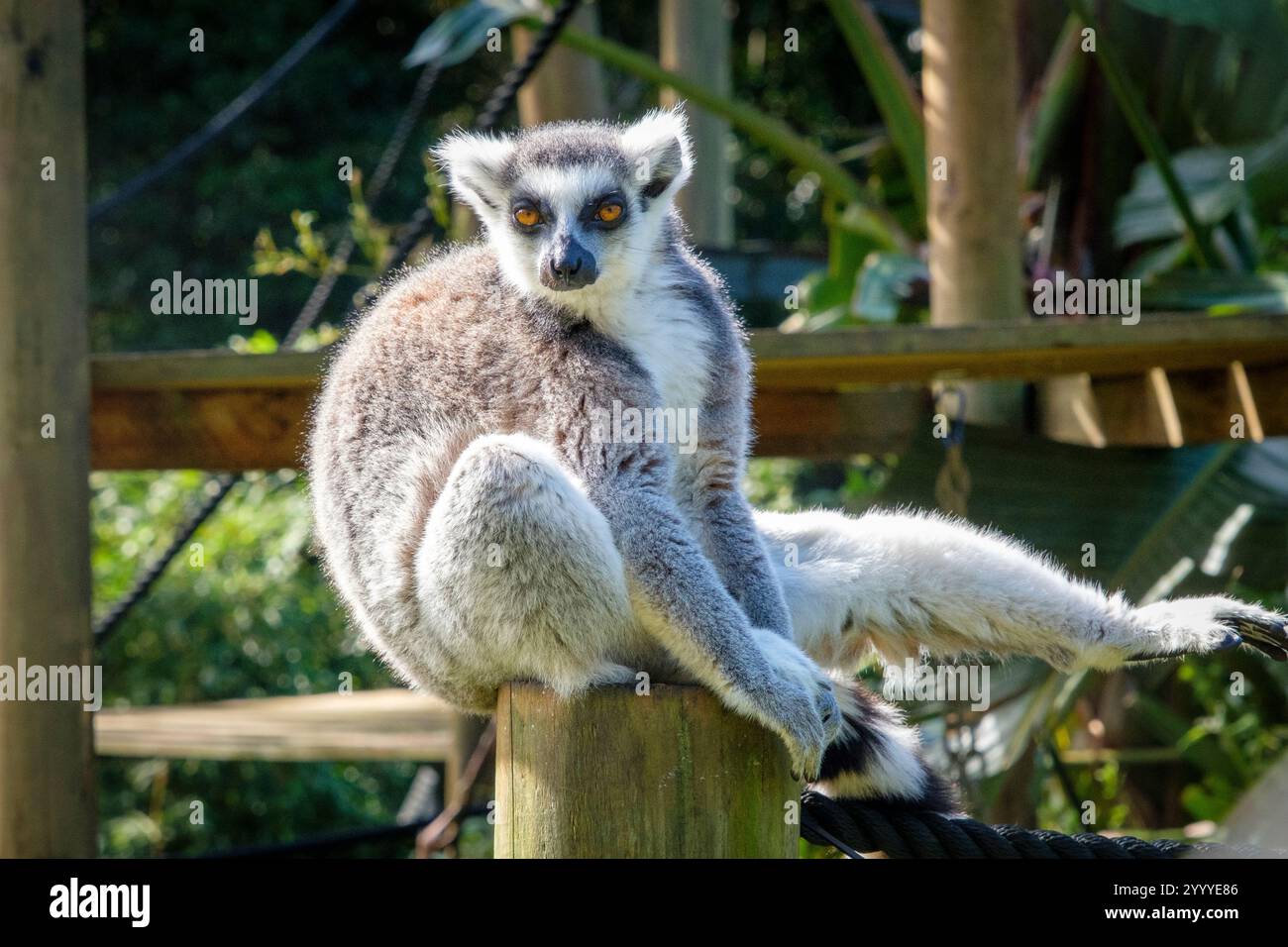 At the Zoo with Marley & Brody Stock Photo - Alamy