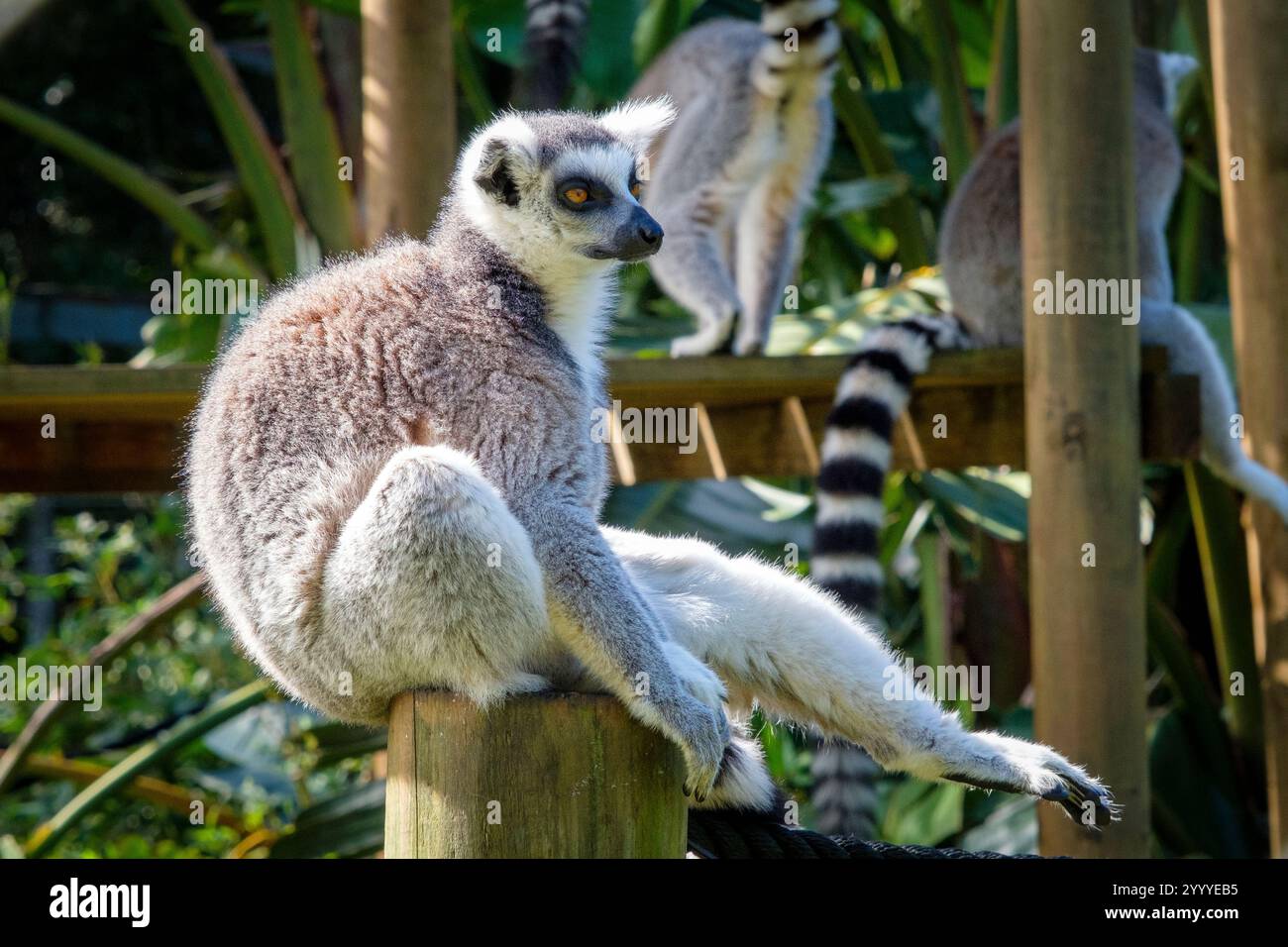 At the Zoo with Marley & Brody Stock Photo - Alamy