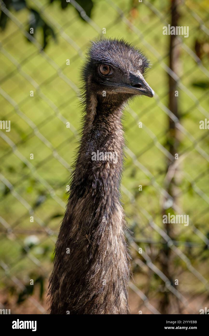 At the Zoo with Marley & Brody Stock Photo - Alamy