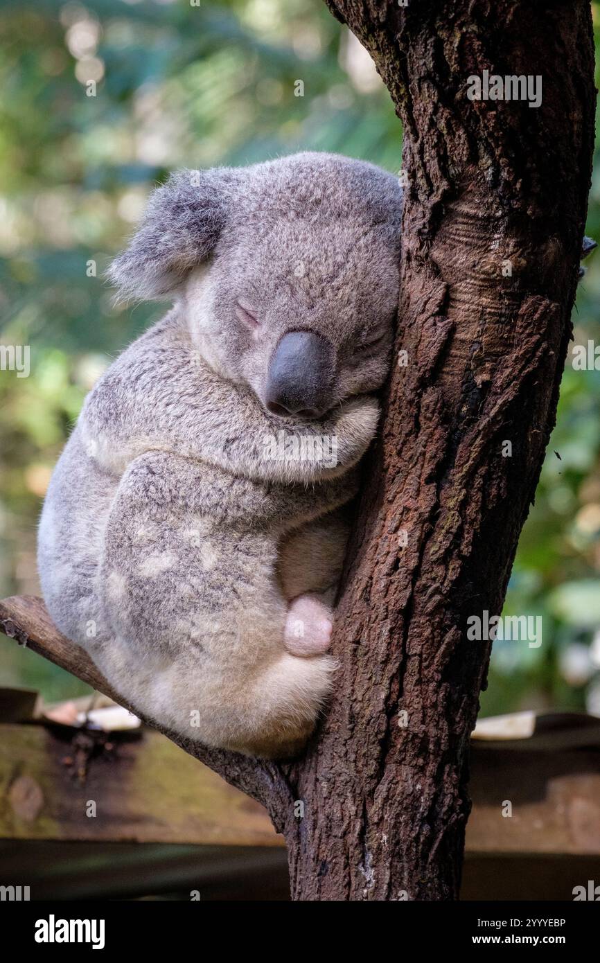 At the Zoo with Marley & Brody Stock Photo - Alamy