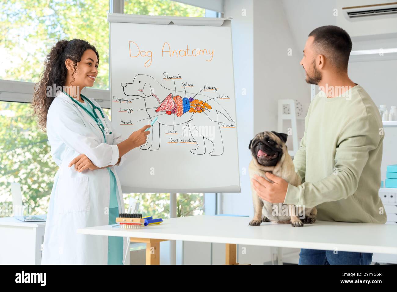 Female African-American veterinarian working with owner and pug dog in ...