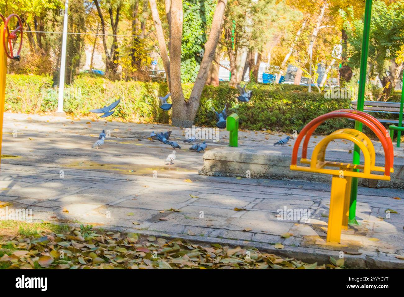 The pigeon detective hi-res stock photography and images - Alamy